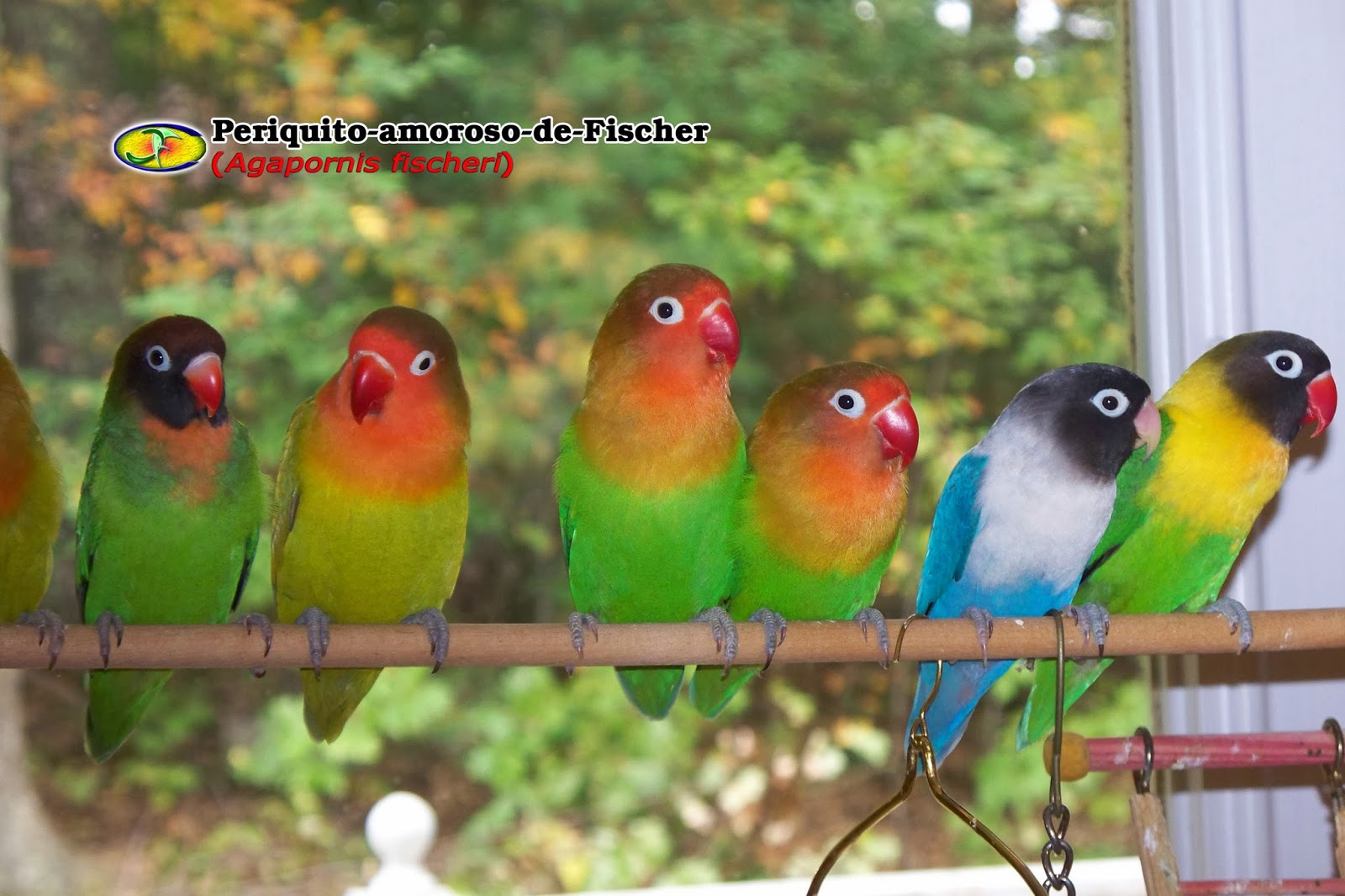 Zoologia: Periquito-amoroso-de-Fischers (Agapornis fischeri)